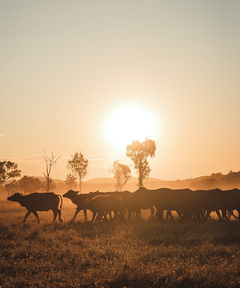 Ringers Western at Annaburroo Station | Station Life